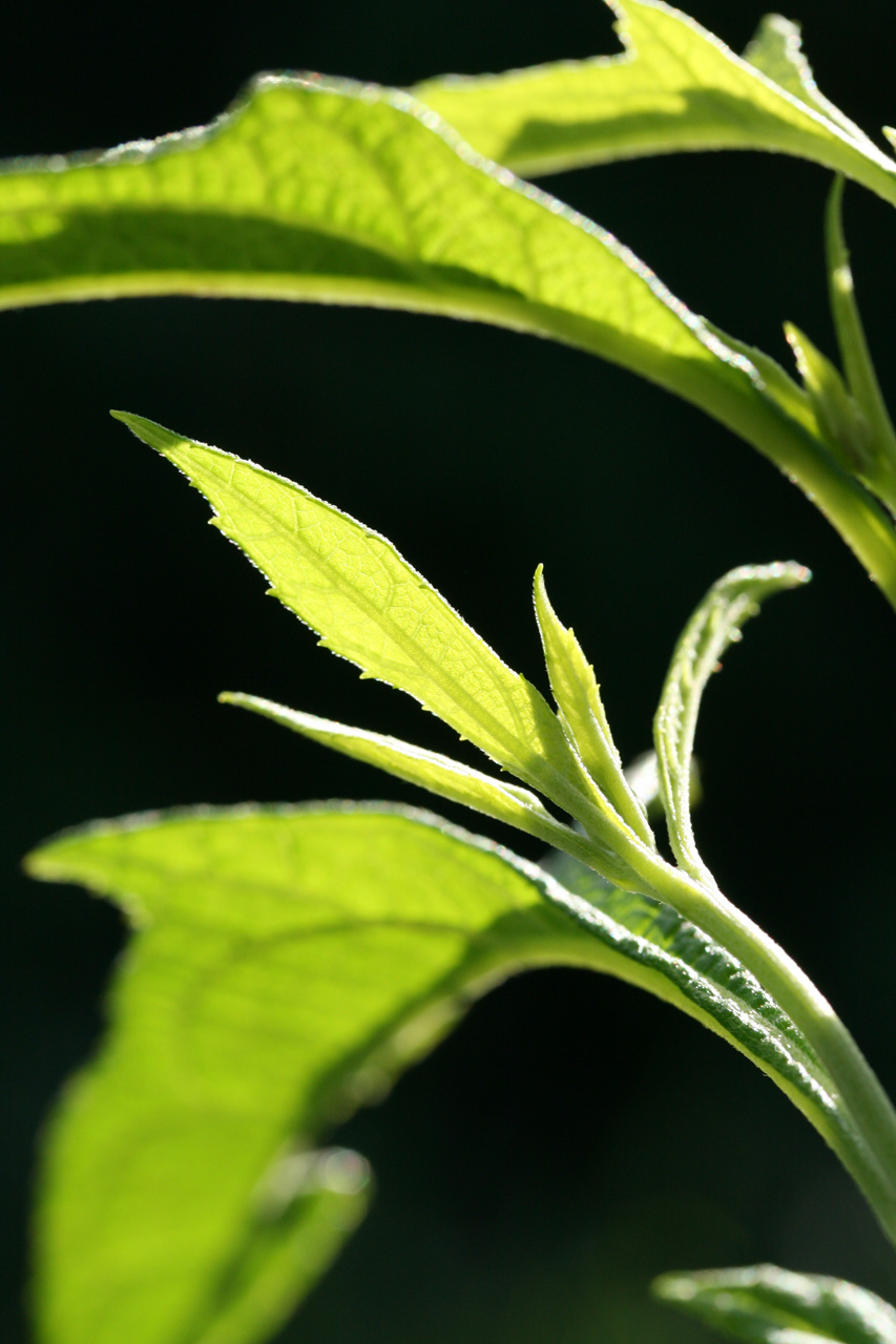 Phytobôkaz, le patrimoine naturel guadeloupéen revalorisé - 🚗🌴☀ ...